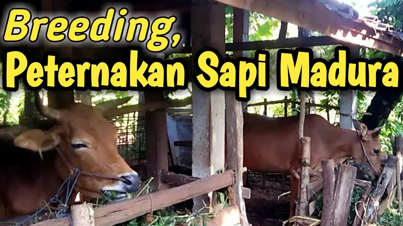 breeding, Peternakan sapi madura - YouTube