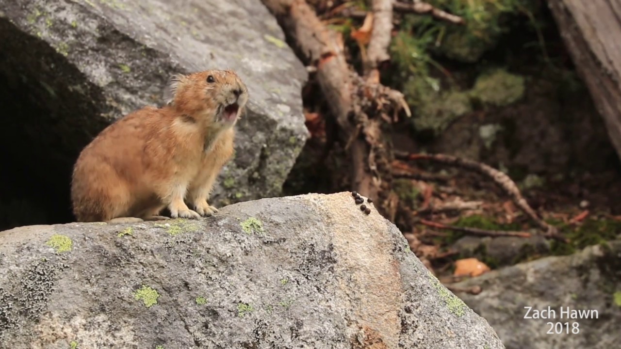 American Pika Calling - YouTube