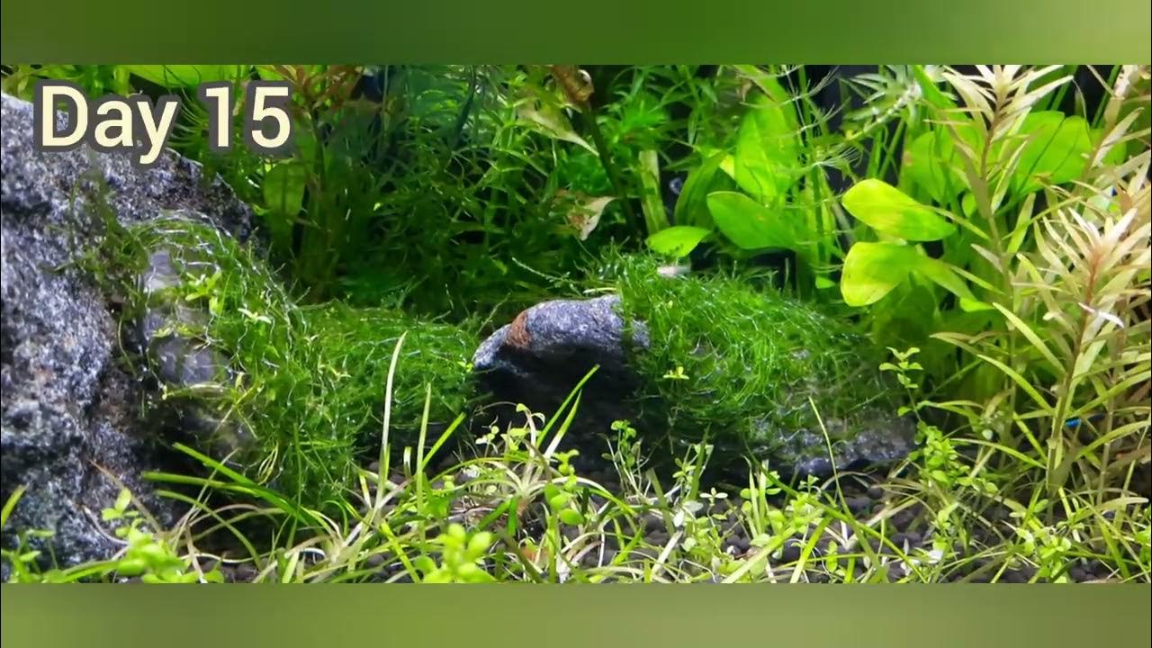 Java Moss 30 days growth timelapse - YouTube