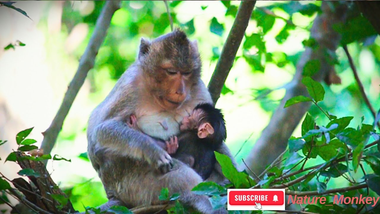 Baby monkey gets warmth from his mother #Newbornanimals #cutebabyanimals #babywild - YouTube