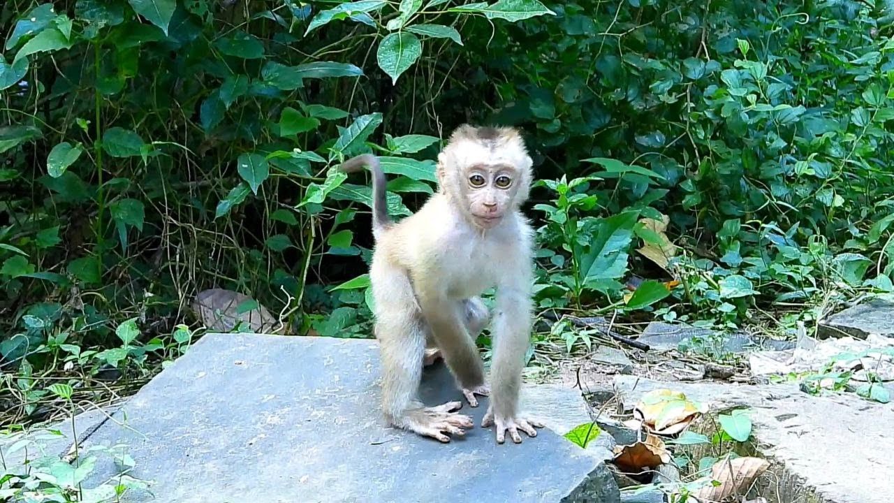 adorable baby monkey Leo is looking anybody to play with him - YouTube