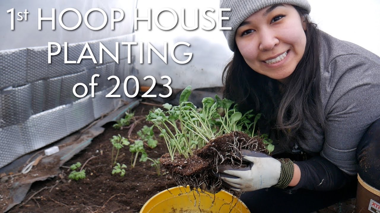 1st hoop house plantings of 2023: ranunculus & anemone + exciting news ...