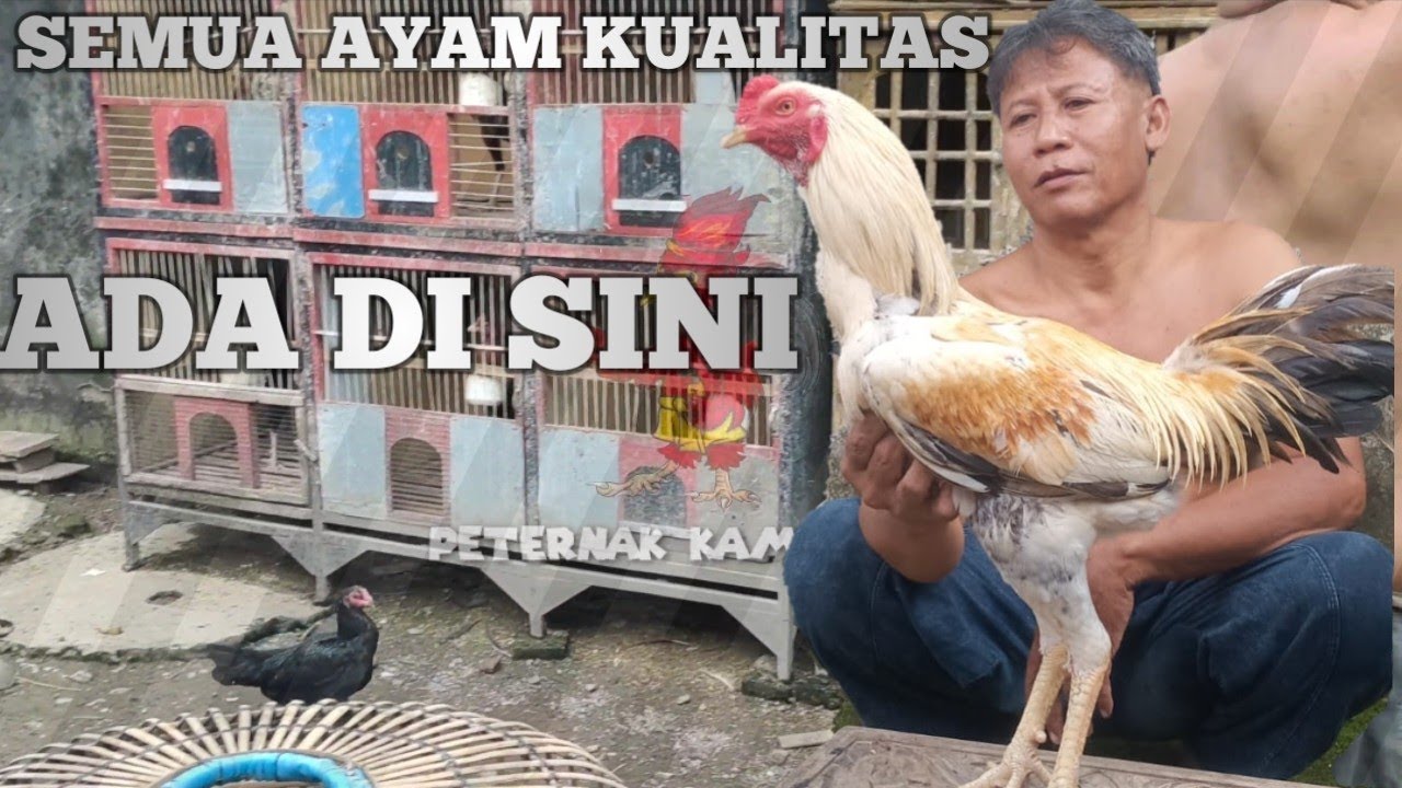 Mataram farm Tegal | intip koleksi ayam - YouTube