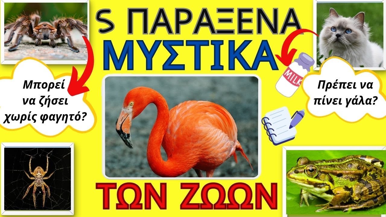 5 Παράξενα Μυστικά των Ζώων🕷🐈🕸🐸🦩/ 5 Strange Secrets of Animals - YouTube