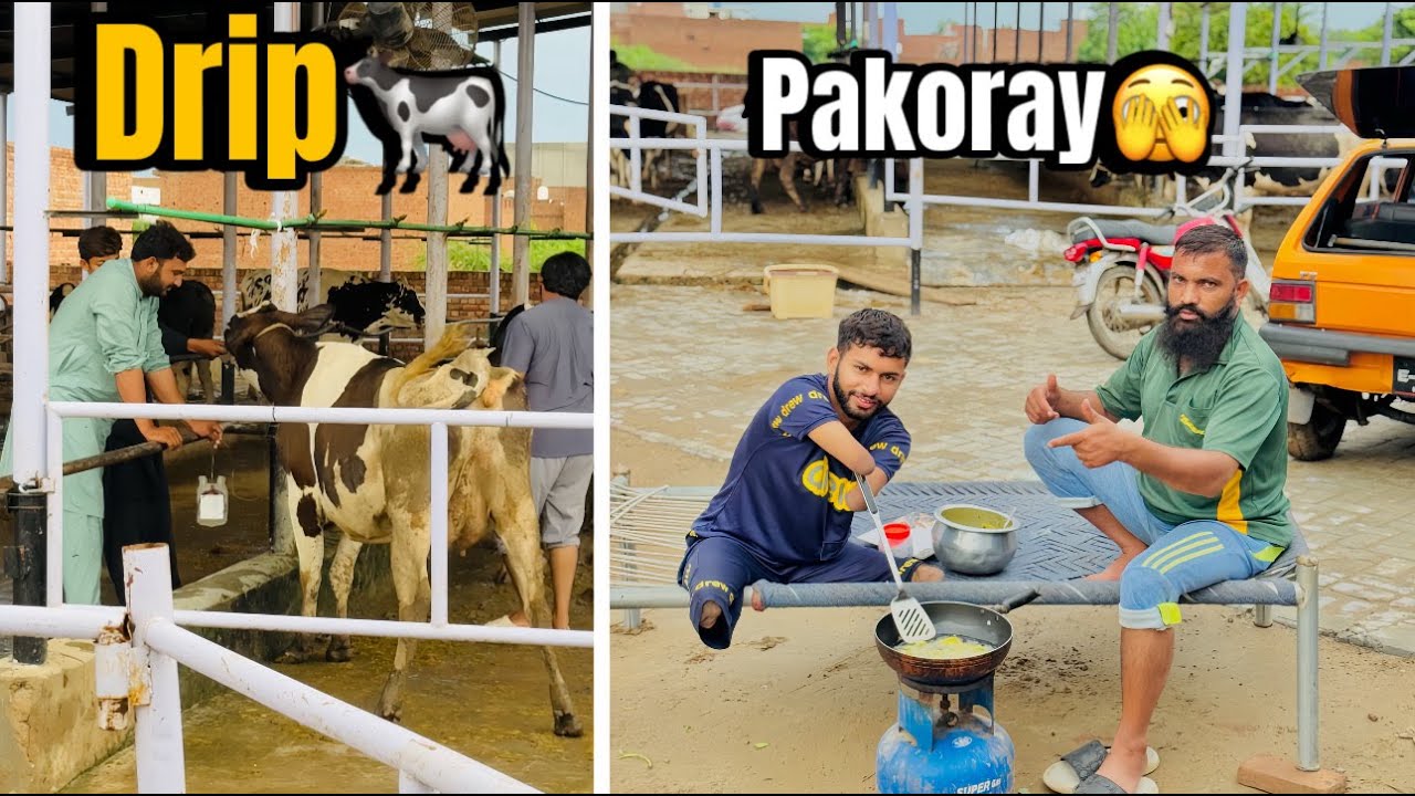 "Cow Ko Lagi Drip 🐄💉"/"Barish Mein Pakoray Ka Scene ☔🍵" - YouTube