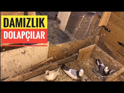 DAMIZLIK DOLAPÇILARIMIZI GÖSTERİYORUZ