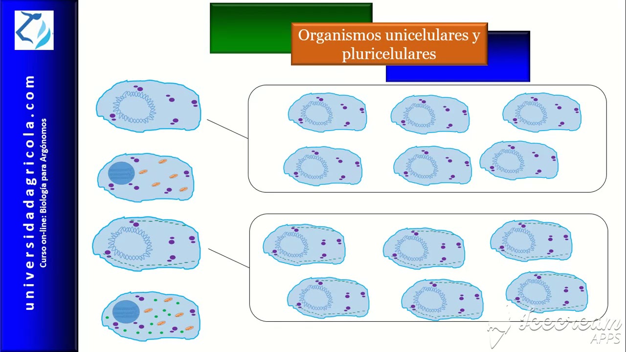 Organismos Unicelulares Conjunto De Organismos Unicelulares