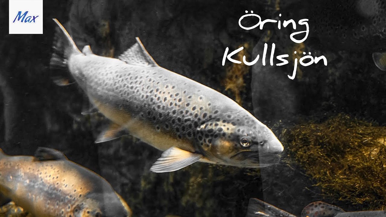 The Best Öring i Kullsjön - YouTube