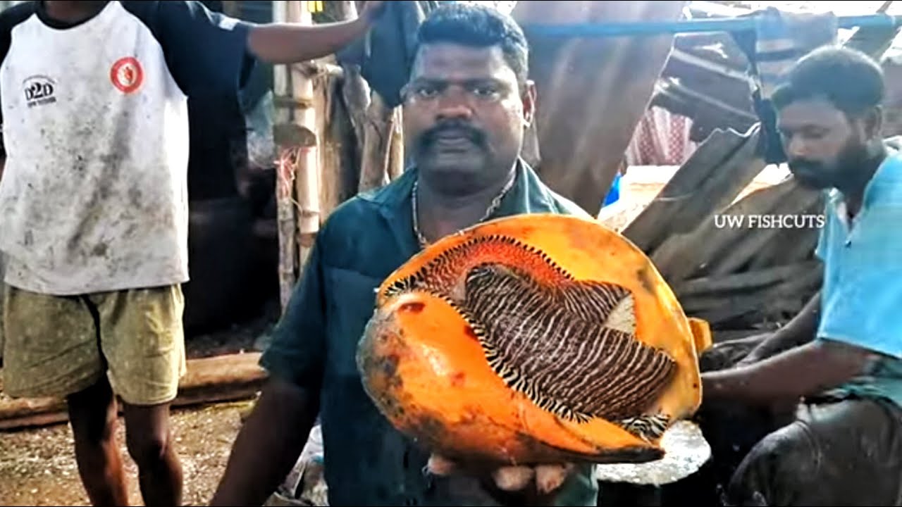 selvam ♤ big sangu ♤ conch shell ♤ cuttingvideo #kasimedu - YouTube