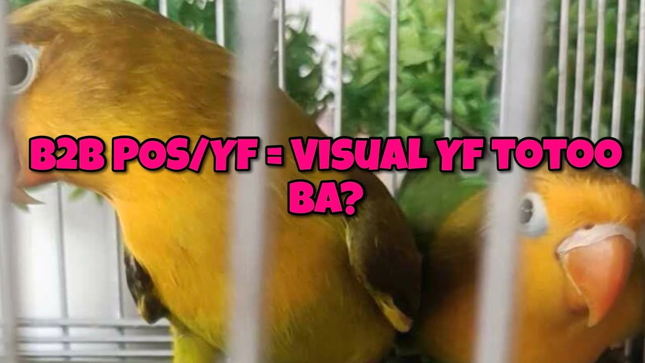 Pos/Yf Mag Lalabas Ba Ng Visual YF? - YouTube