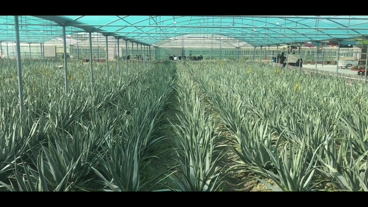 Blue lake Farm Albohayra Abdali/ Kuwait #part2 vlogs - YouTube