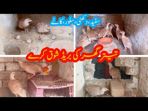 Teetar Breeding Progress | Dakhni Teetar Chick | White Teetar Hatching ...