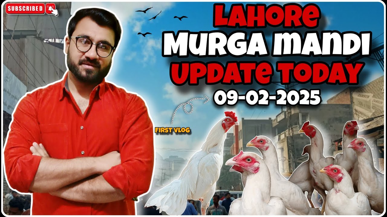 Lahore aseel murga mandi update today | lari adda aseel murga mandi # ...