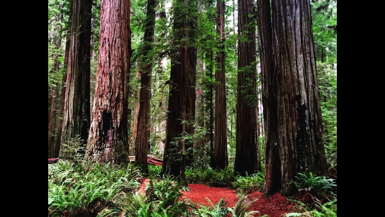 A hike amongst the giants - Redwood National Forest - YouTube