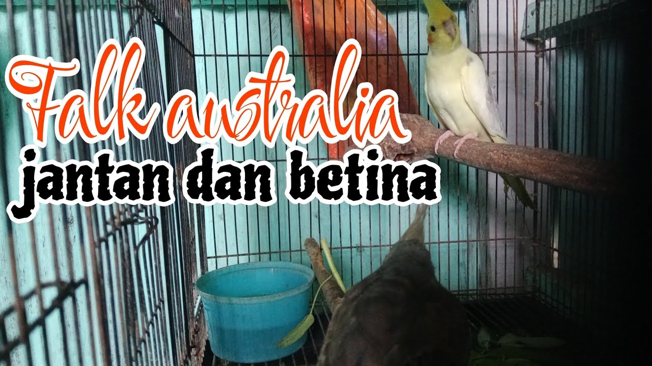 falk australia jantan dan betina ( cockatiel ) - YouTube