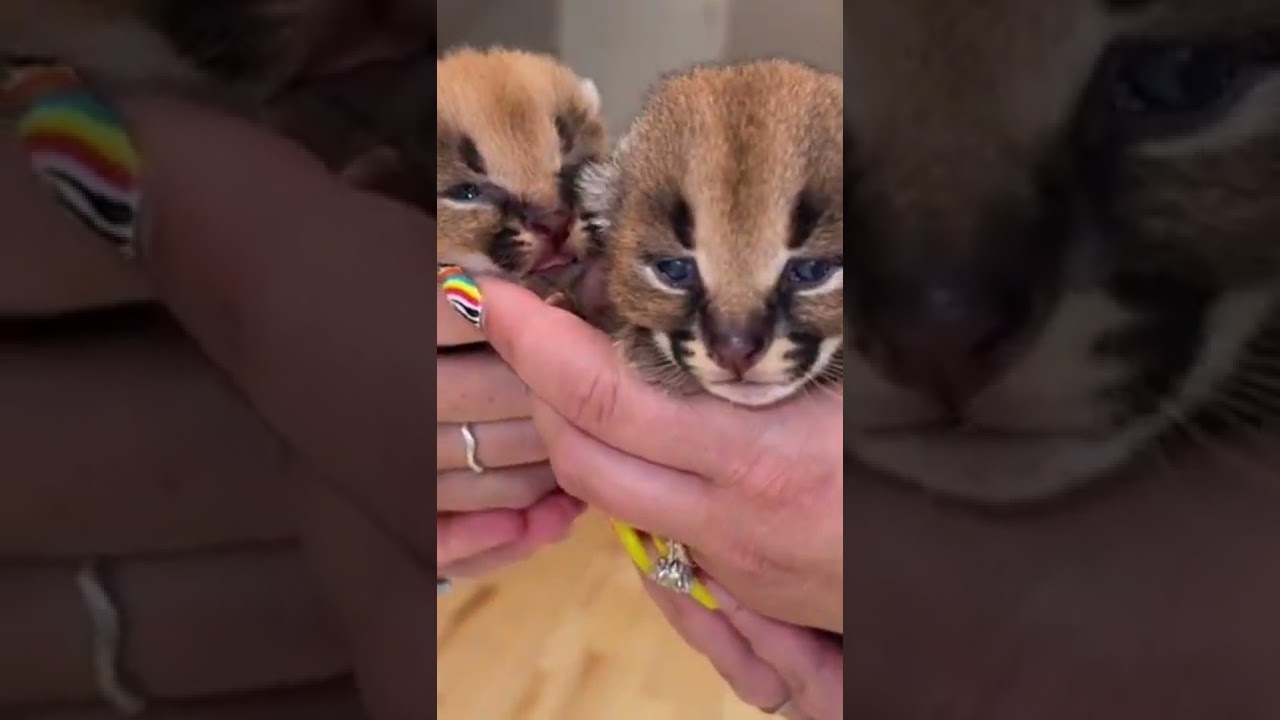 Short Floppas! - YouTube