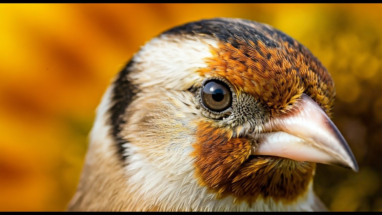 Bird goldfinch sounds evolve from chirping to motivational melodies ...