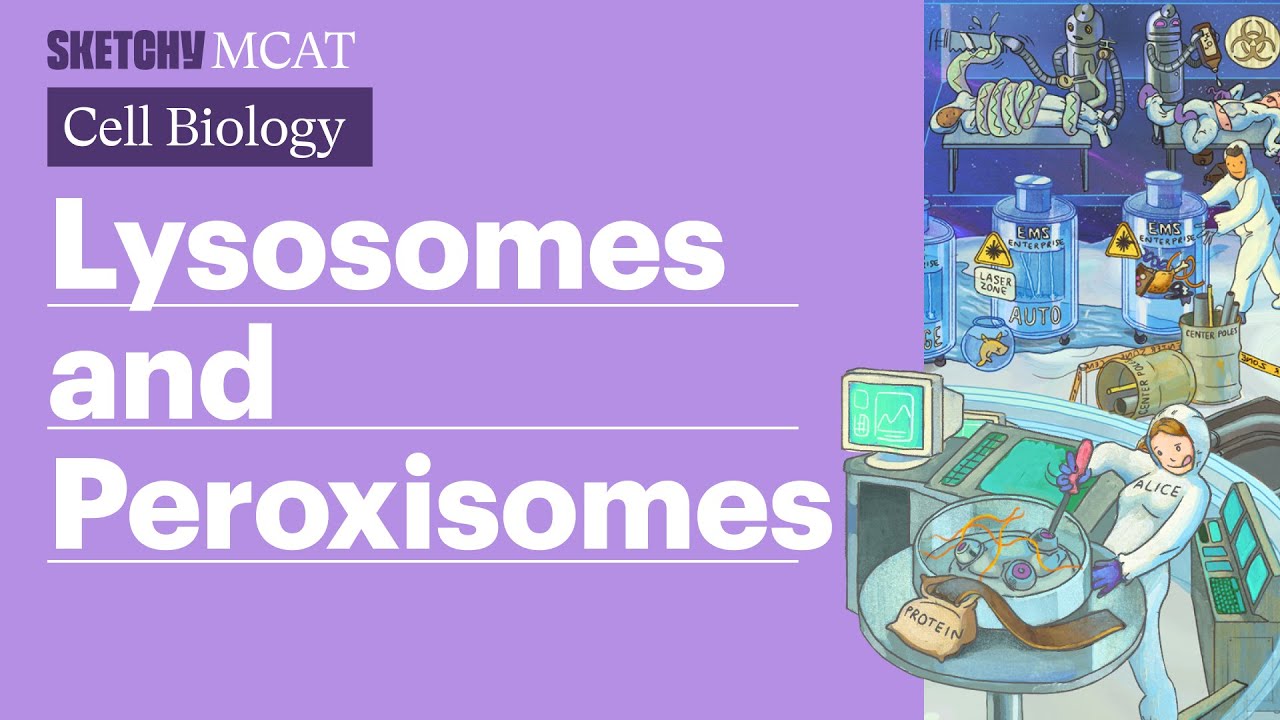 Lysosomes & Peroxisomes: Cellular Functions (Full Lesson) | Sketchy ...