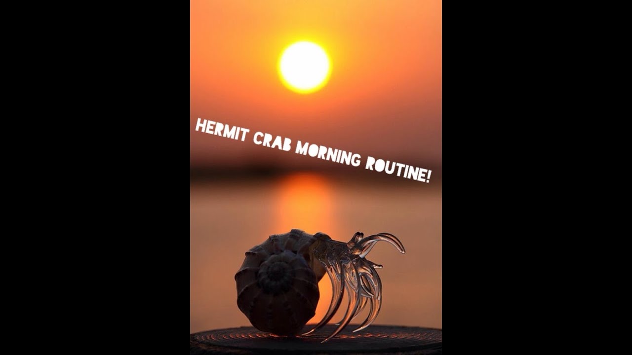 Hermit crab morning routine! - YouTube