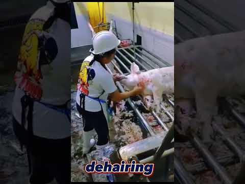 An A-Z procedure of slaughtering a swine. #butcherlife #ladyslaughterer ...