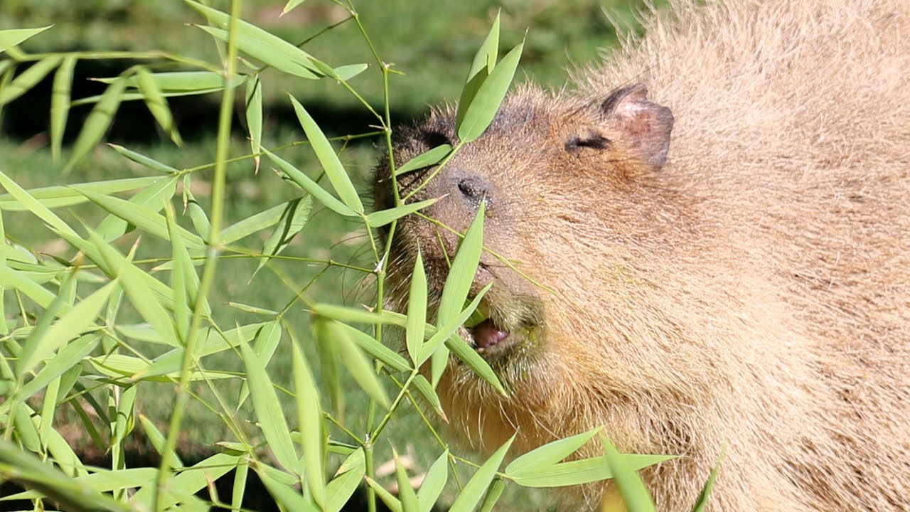 Celebrate Capybara Appreciation Day On July 10 With Us! - YouTube