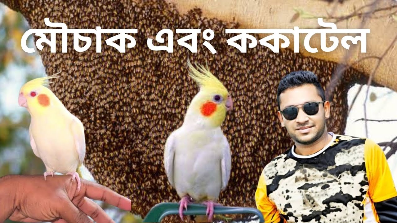 Honey and Cockatoo Farms.. #foryou @taddy farm #video - YouTube