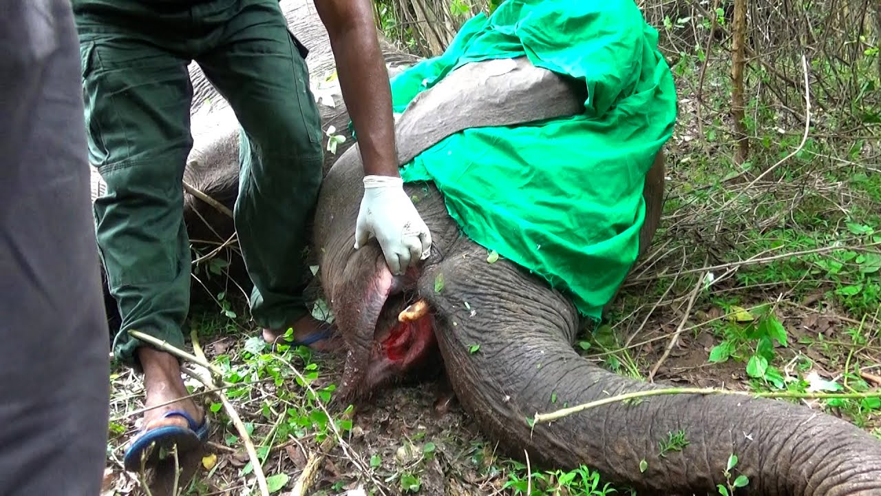 Animal Rehabilitation: How We Heal and Help Injured Animals" - YouTube