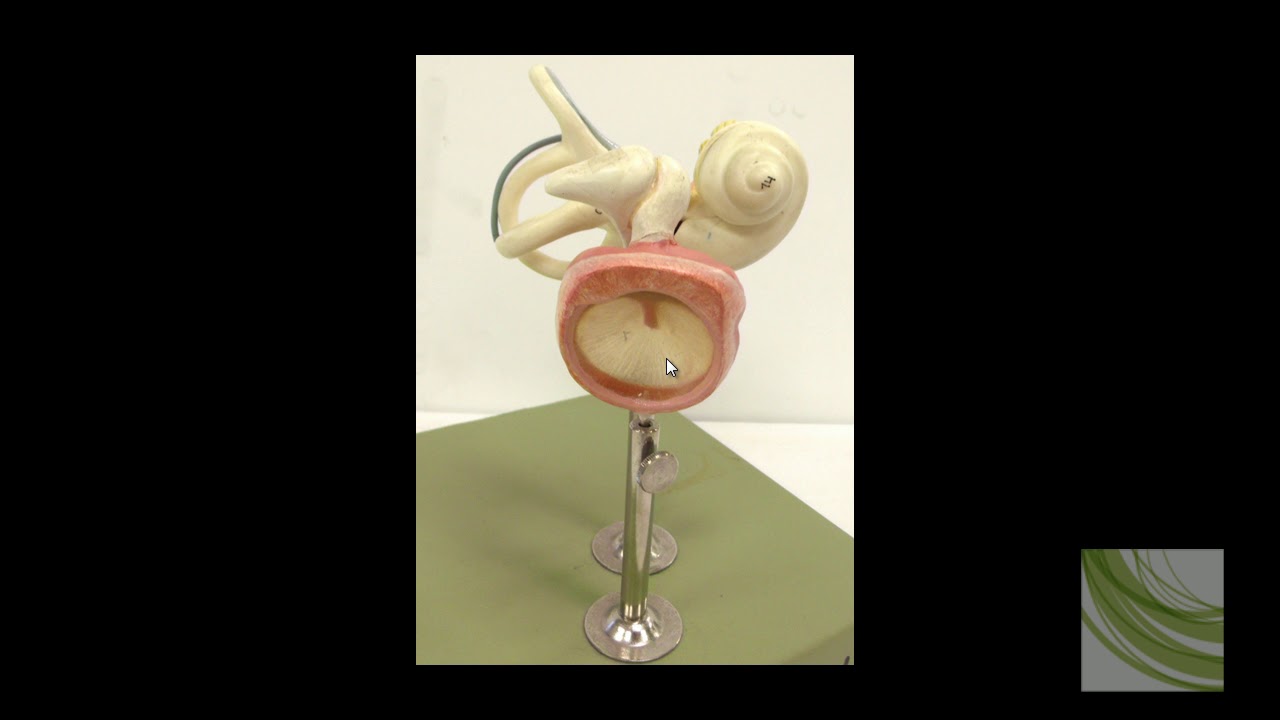 3D MODEL: Inner ear and bony labyrinth - YouTube