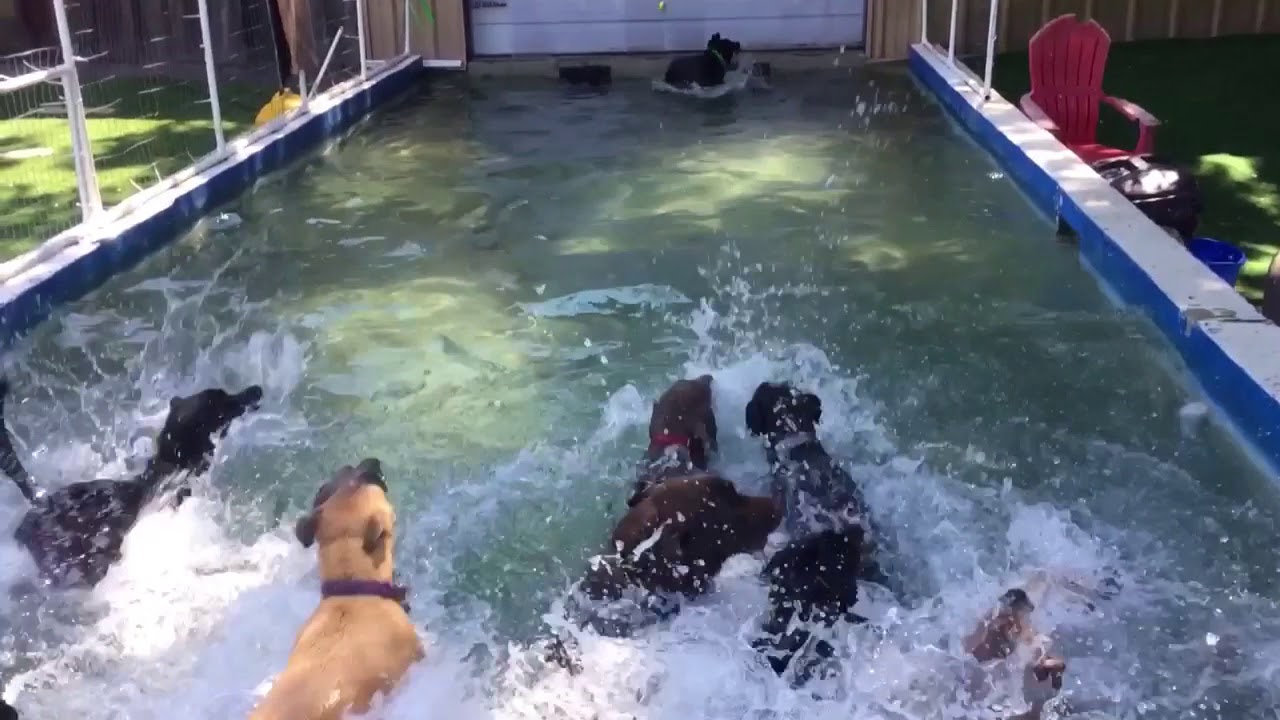 Recent Highlights Both Pooch Palace Locations YouTube recent-highlights-both-pooch-palace-locations-youtube