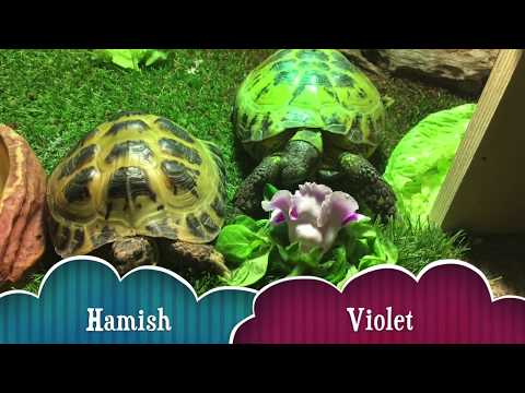 Russian Horsfield Tortoises Mating