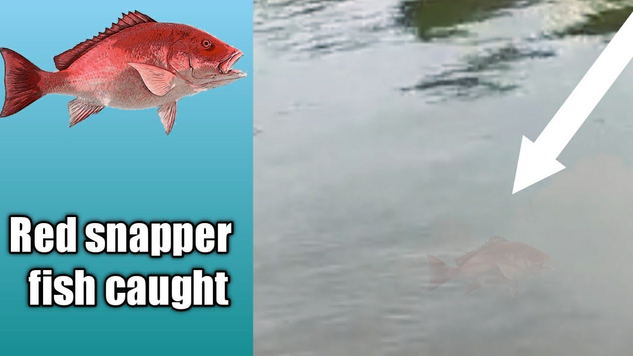 GOT A RED SNAPPER FISH IN GOA. - YouTube