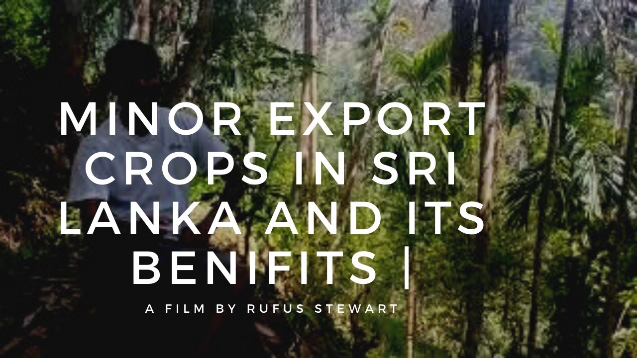 Minor export crops in sri lanka and its benifits |Traveled to Rangala ...