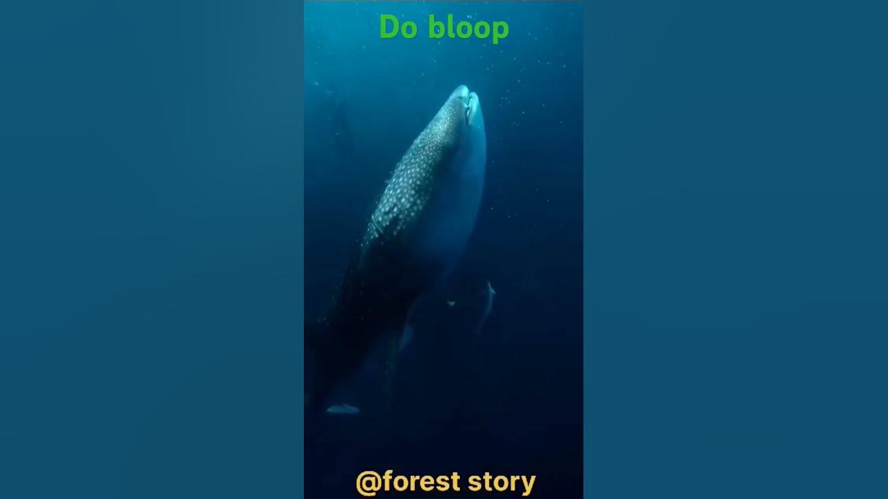 #do bloop#facts #facts #nicevideo #animals - YouTube