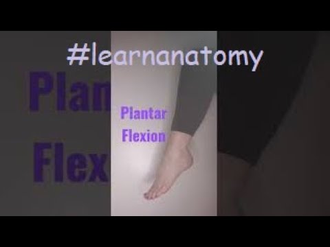 Anatomy basics 12, Anatomie f. Anfänger 12, Bewegungen Fuß , movements ...