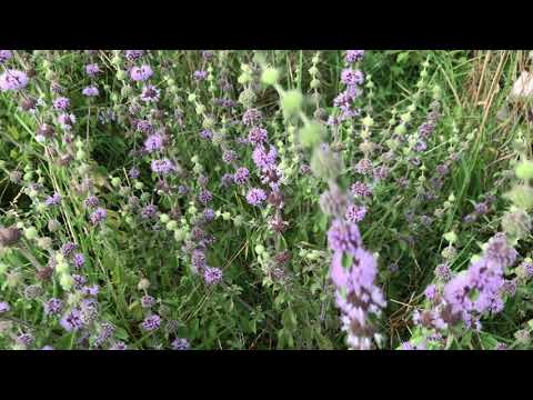 YABANİ KEKİK ,  DAĞ KEKİĞİ , Thymus serpyllum , Quendel IMG 5801