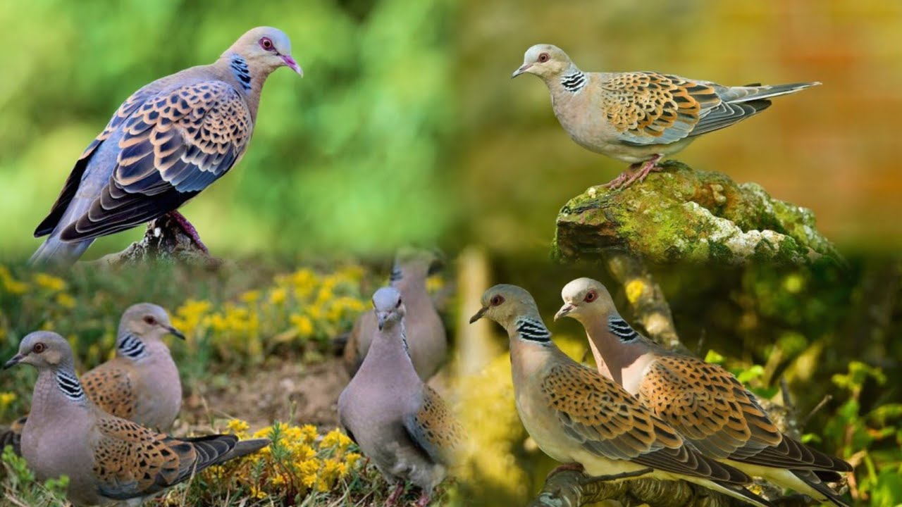 Morning Turtle Dove Call and Singing Loudly (Bird's Sounds ) - YouTube
