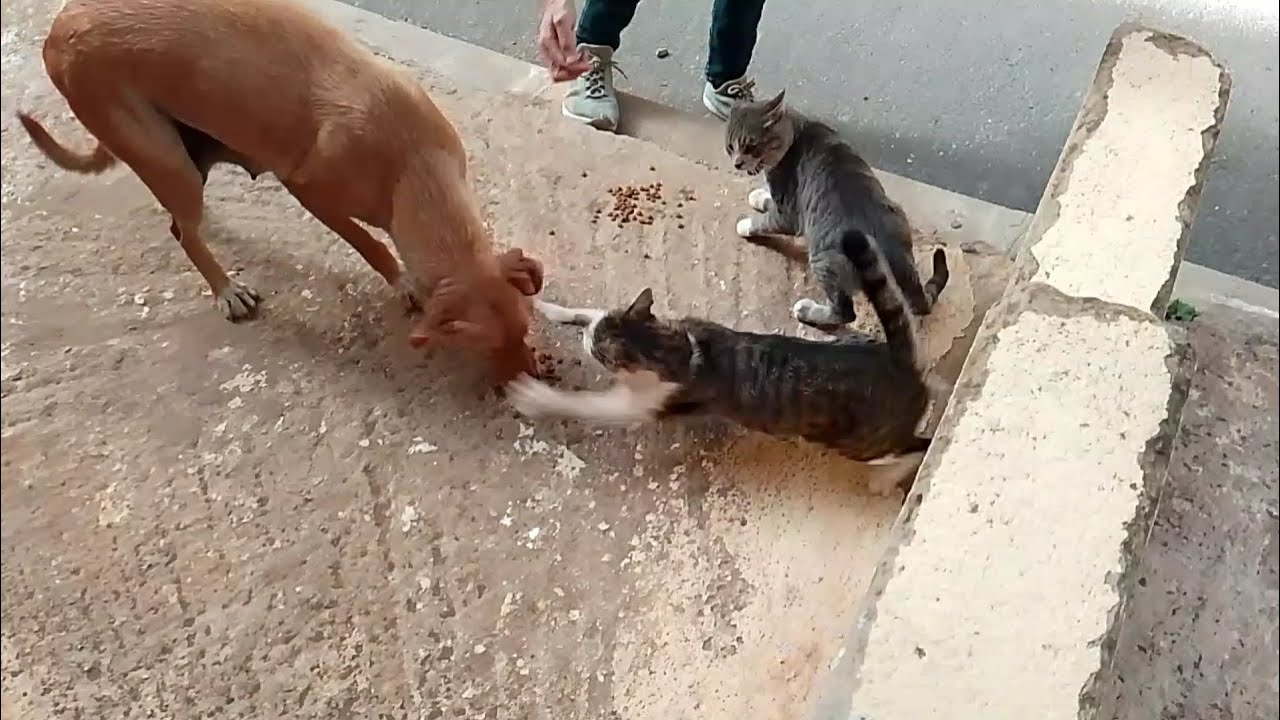 An angry cat attacks a dog who tried to approach her food - YouTube