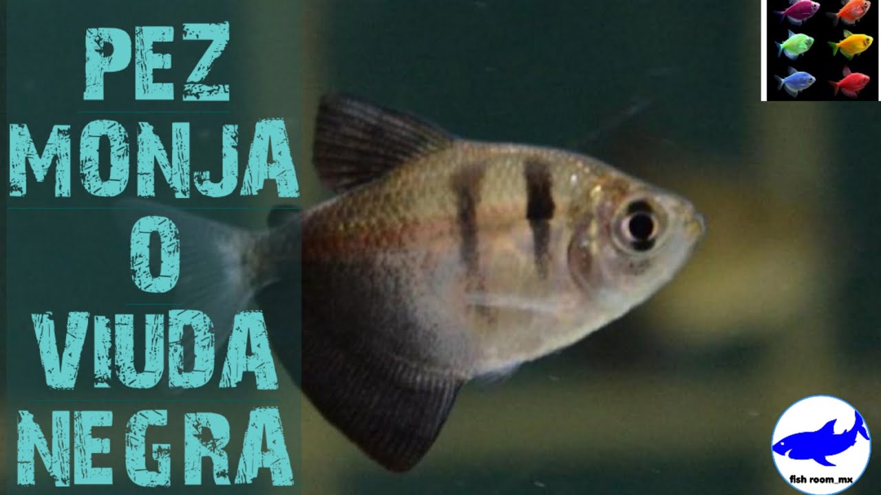 pez monja acuario/cuidados reproducción tipos y más/gymnocorymbus ...