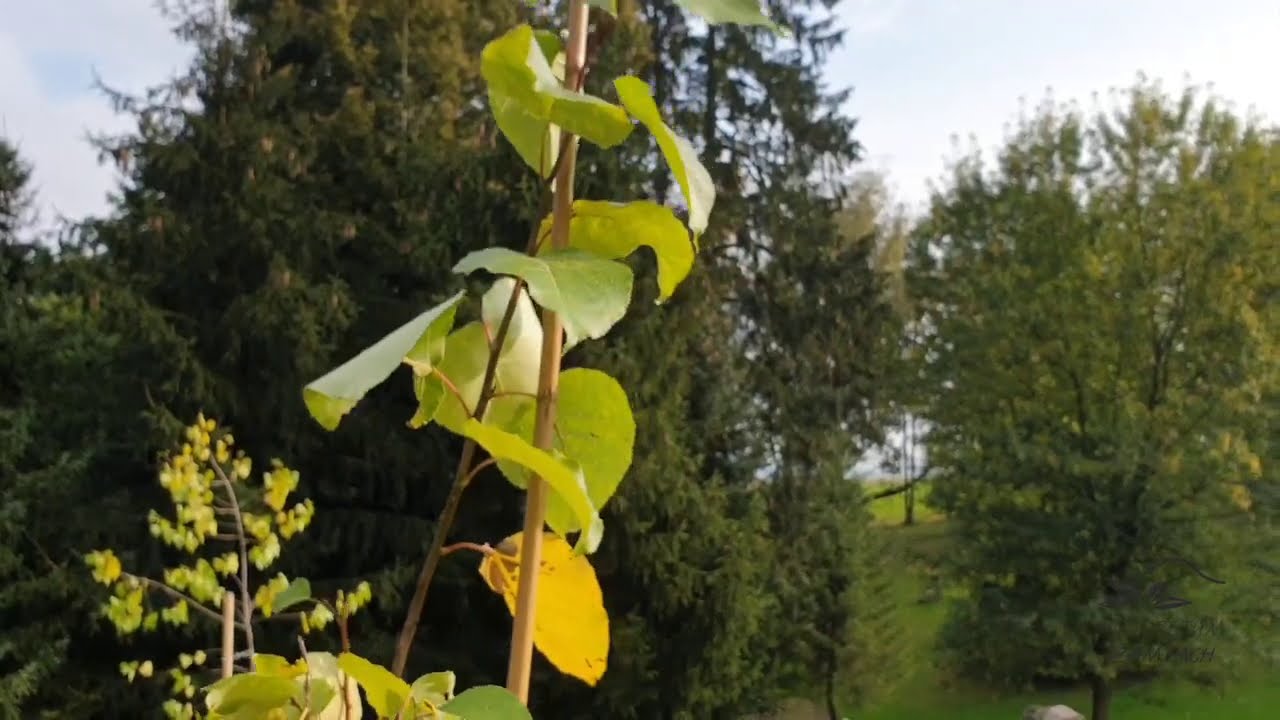 Populus × candicans 'Aurora' topol - YouTube