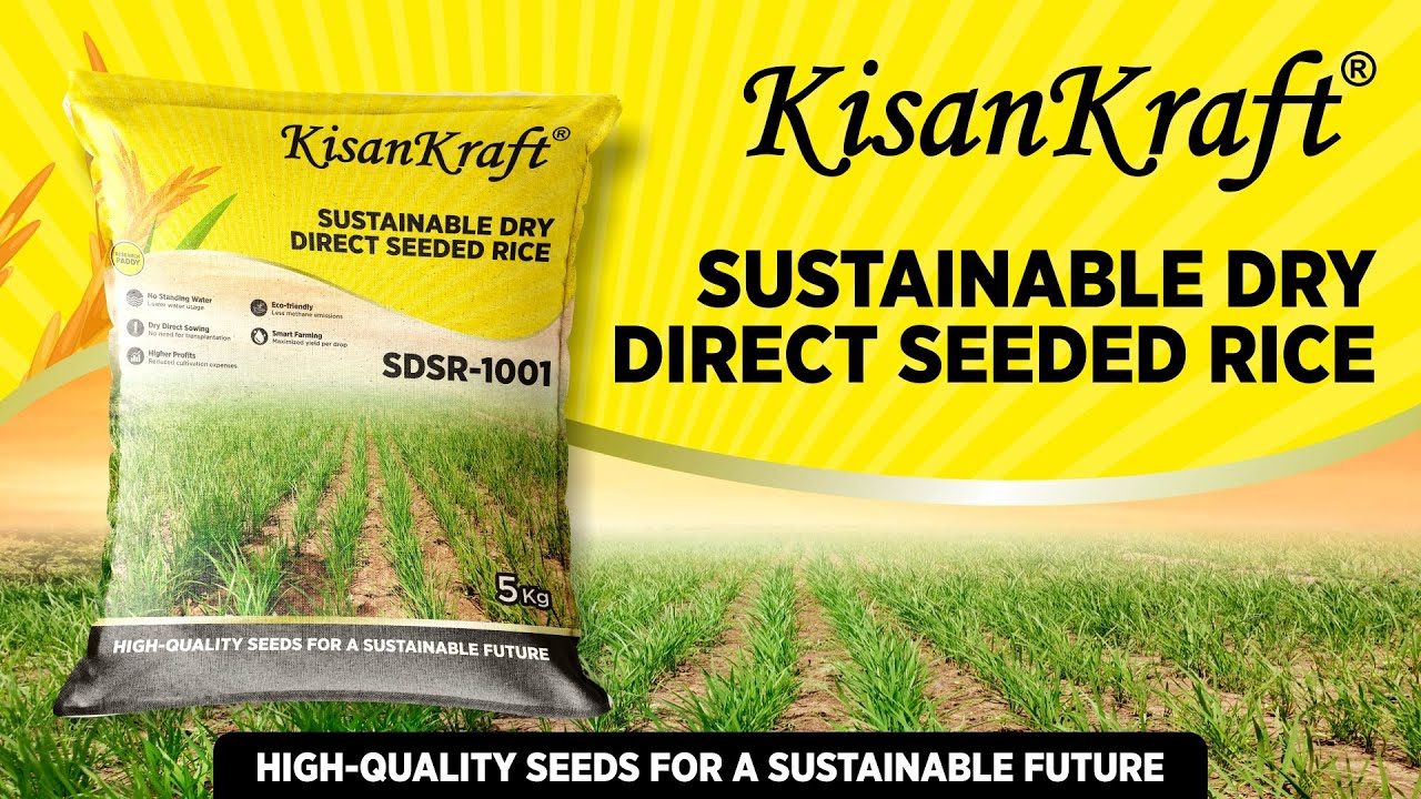 Sustainable Dry Direct Seeded Rice | Farming for the Future ...