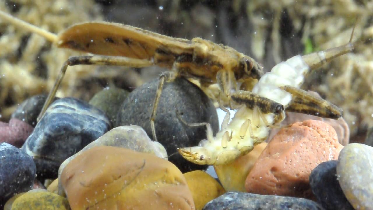Water scorpion captured a diving beetle larva/Víziskorpió csíkbogár ...