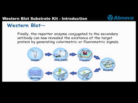 Western Blot Substrate Kit - Introduction - YouTube