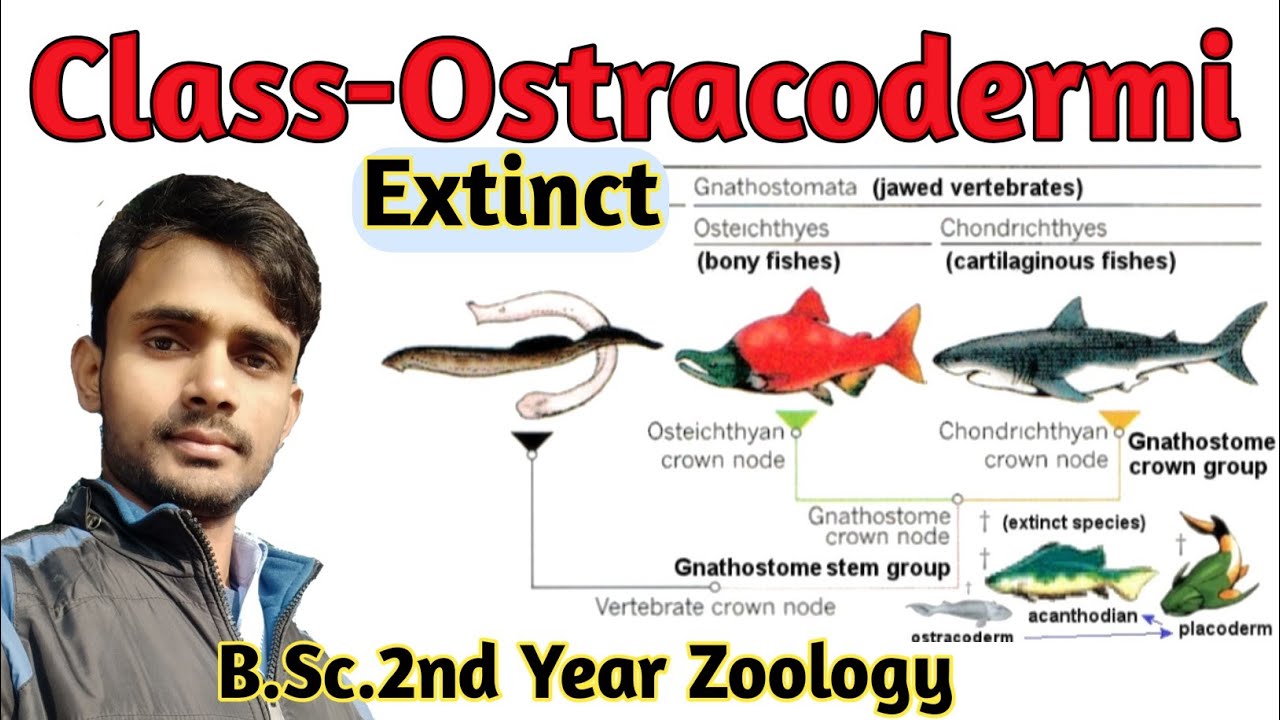 Class-Ostracodermi | B.Sc.2nd Year | by-Prahalad Sir - YouTube