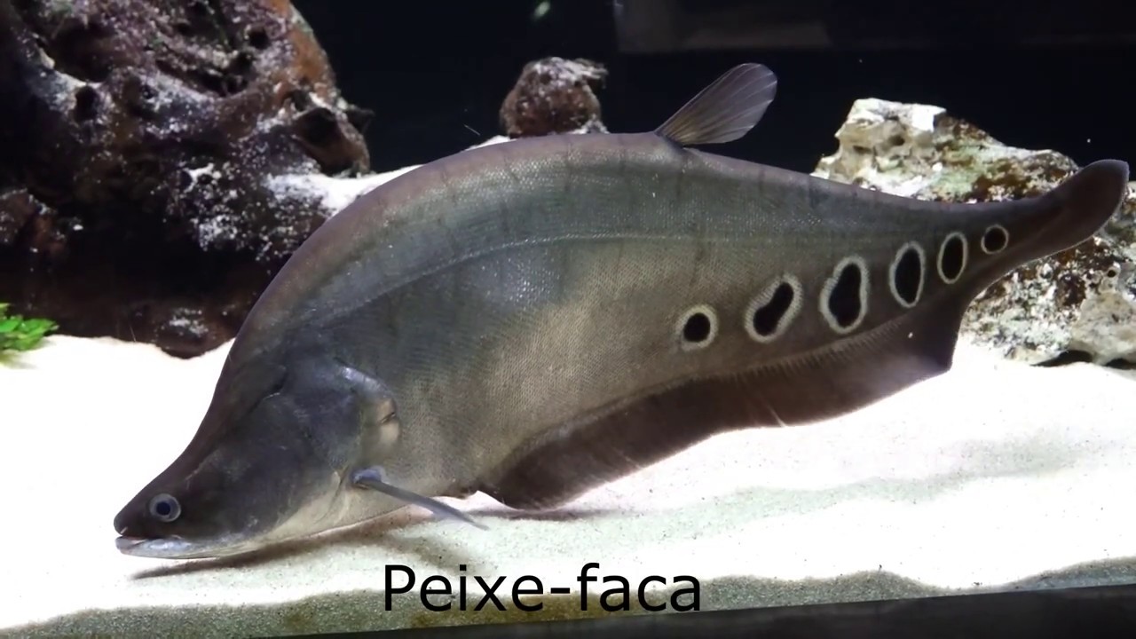 Amazing Freshwater Fishes Fluviário de Mora - YouTube