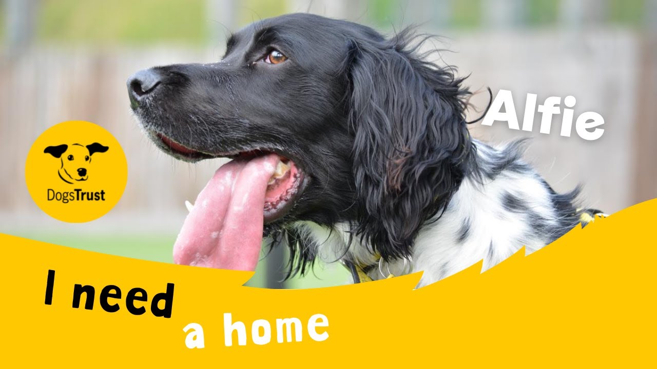 Alfie the energetic Springer Spaniel | Dogs Trust Glasgow - YouTube