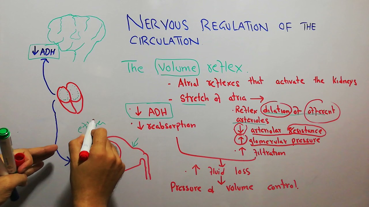 CVS physiology 128. The volume reflex, atrial reflexes that activate ...