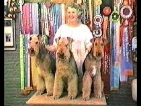 How to Groom an Airedale - Introduction - YouTube