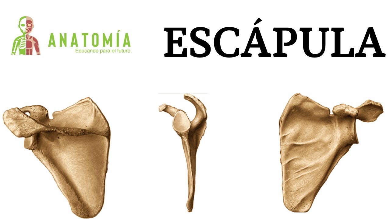 Anatomía de la Escápula (2020)#miembrosuperior#tipsanatomia - YouTube