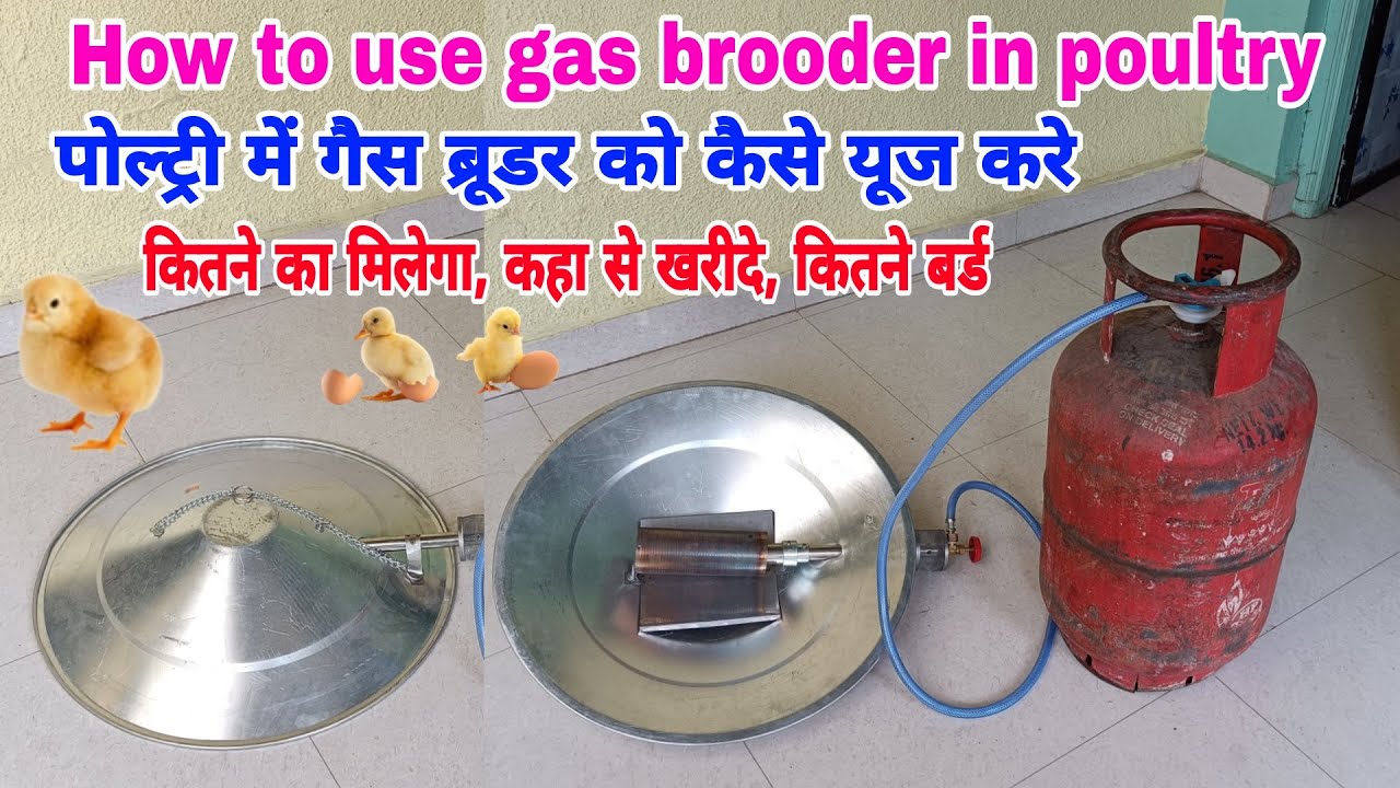 How to use gas brooder in poultry | पोल्ट्री में गैस ब्रूडर को कैसे यूज ...