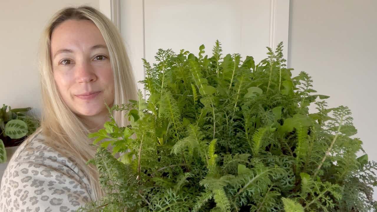 🌸💐 Seedling Tour! Seedlings for the New Micro Flower Farm - YouTube